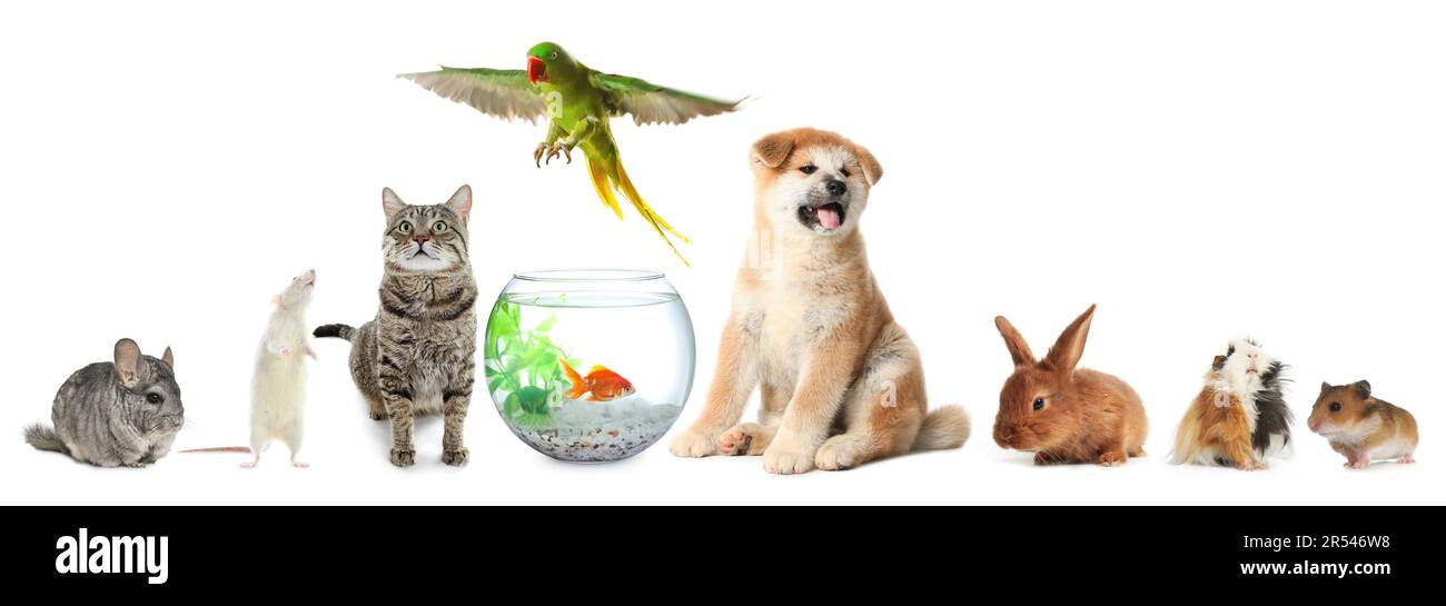 Group of different domestic animals on white background, collage Stock ...