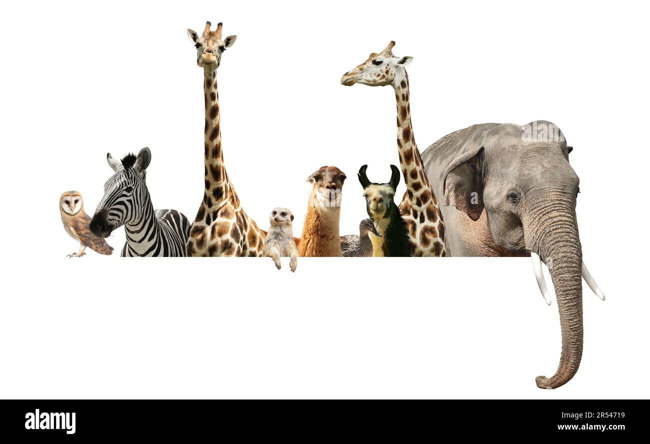 Group of different wild animals standing behind banner on white ...