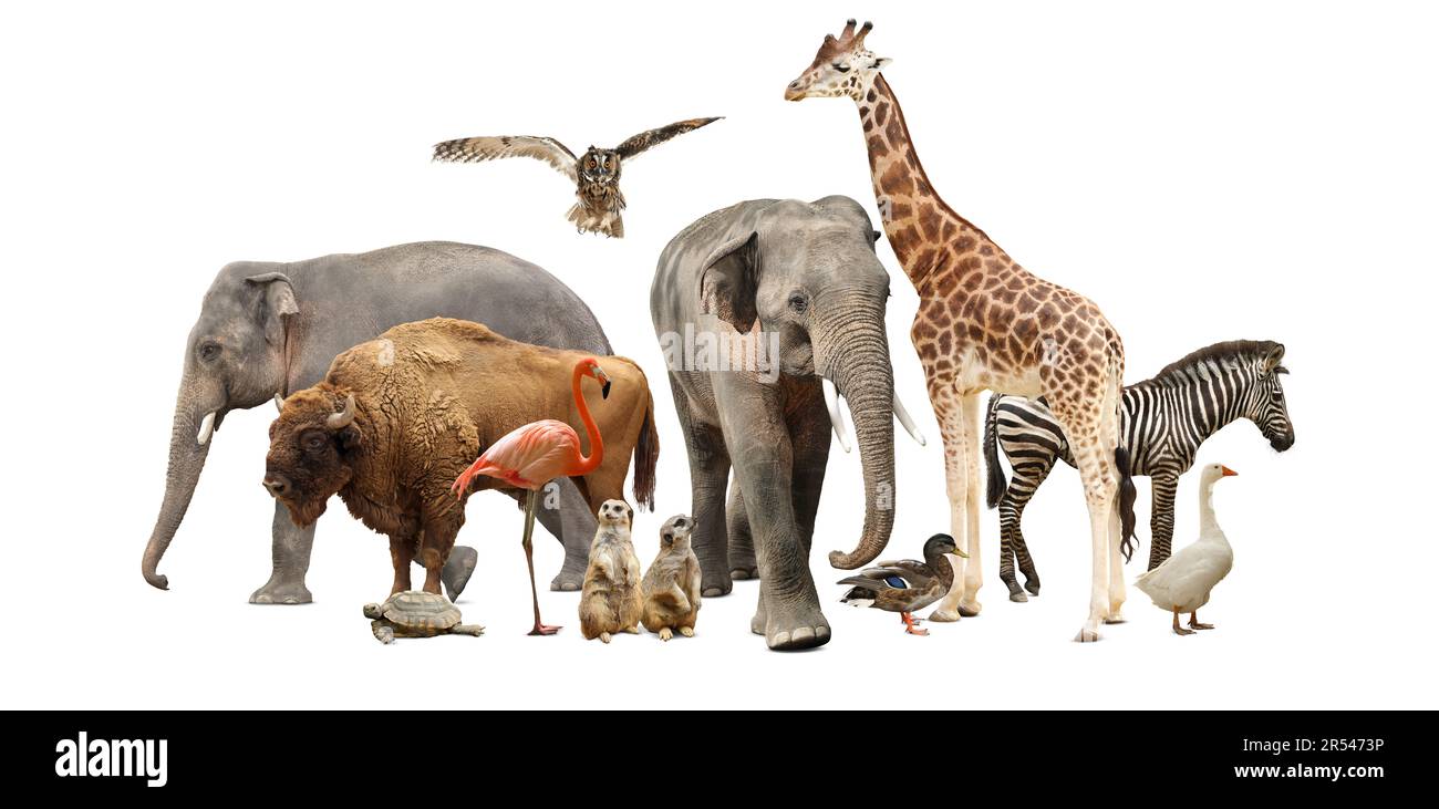 Group of different wild animals on white background, collage Stock ...
