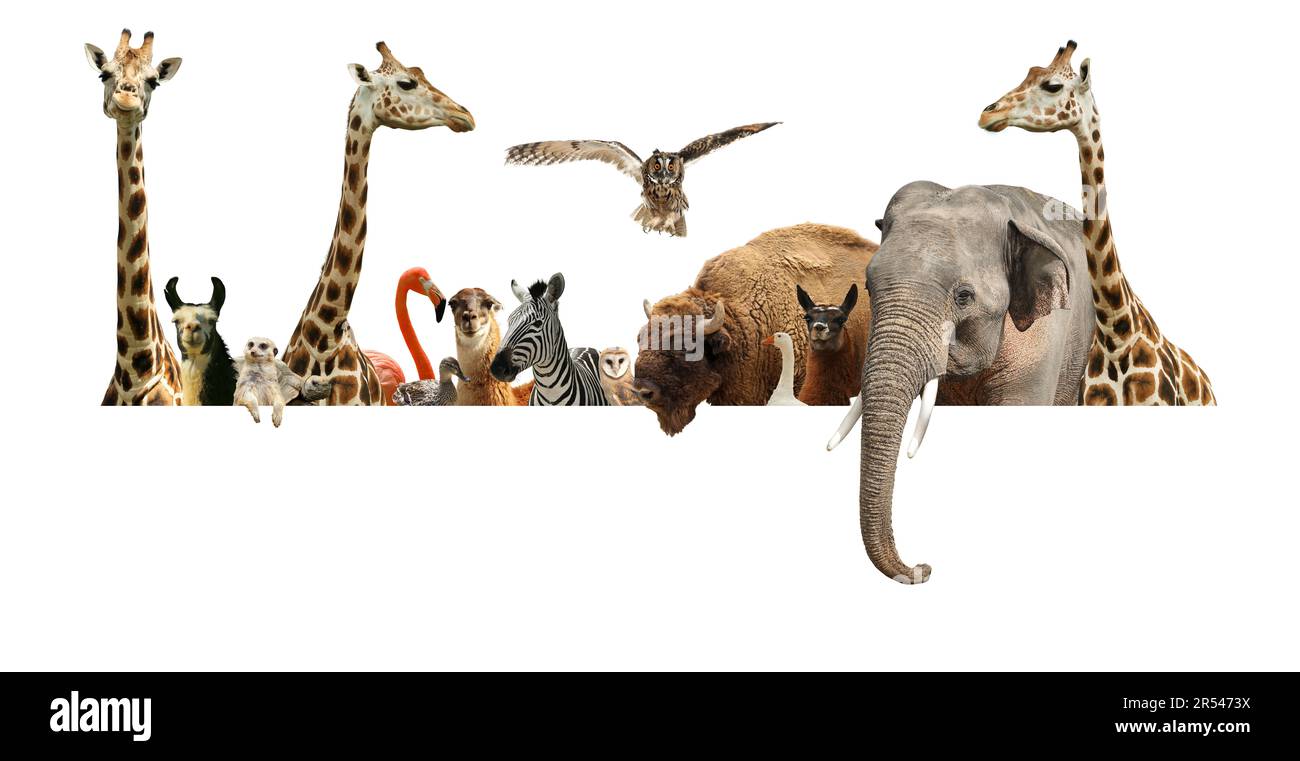 Group of different wild animals standing behind banner on white ...