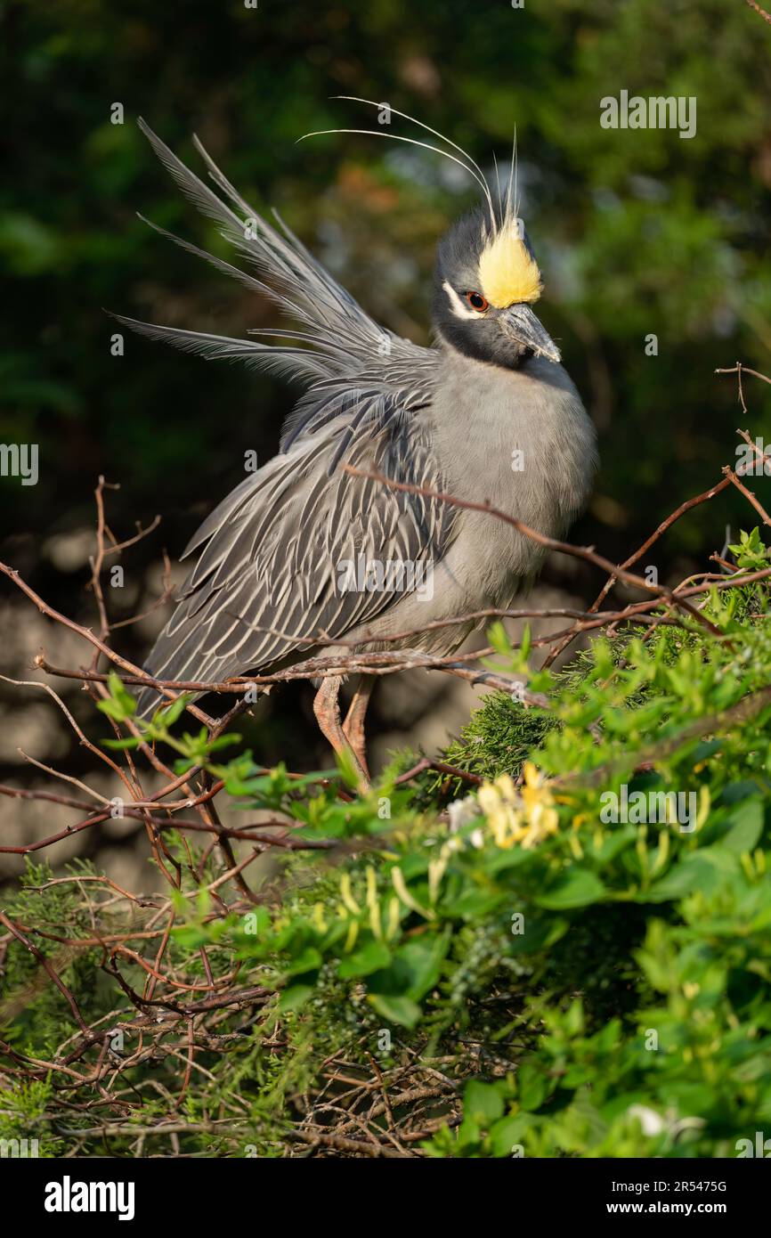 Yellow-Crowned Night Heron Breeding Display Stock Photo - Alamy