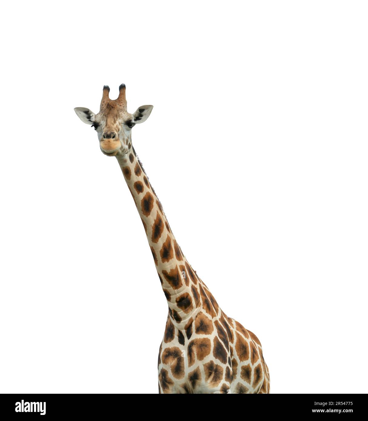 Rothschild giraffe on white hi-res stock photography and images - Alamy