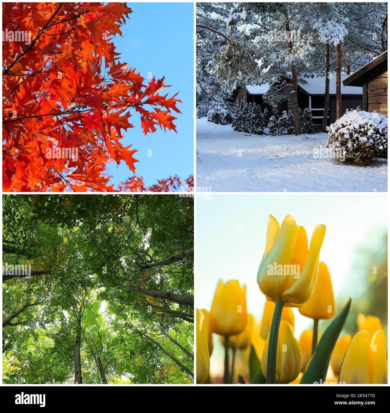 Four seasons. Collage design with beautiful photos of nature Stock ...