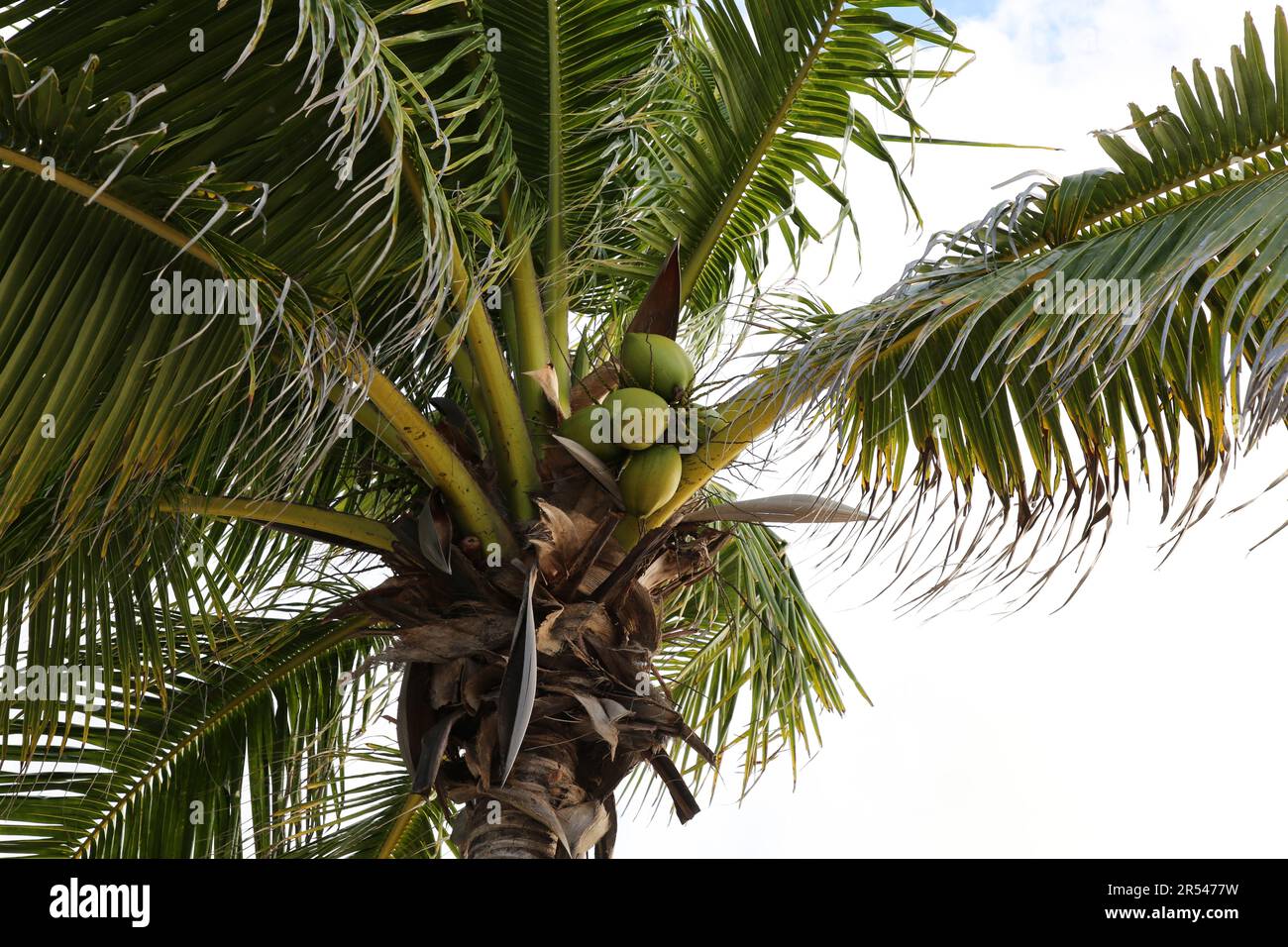 Beautiful palm tree with unripe mangoes and green leaves under clear ...
