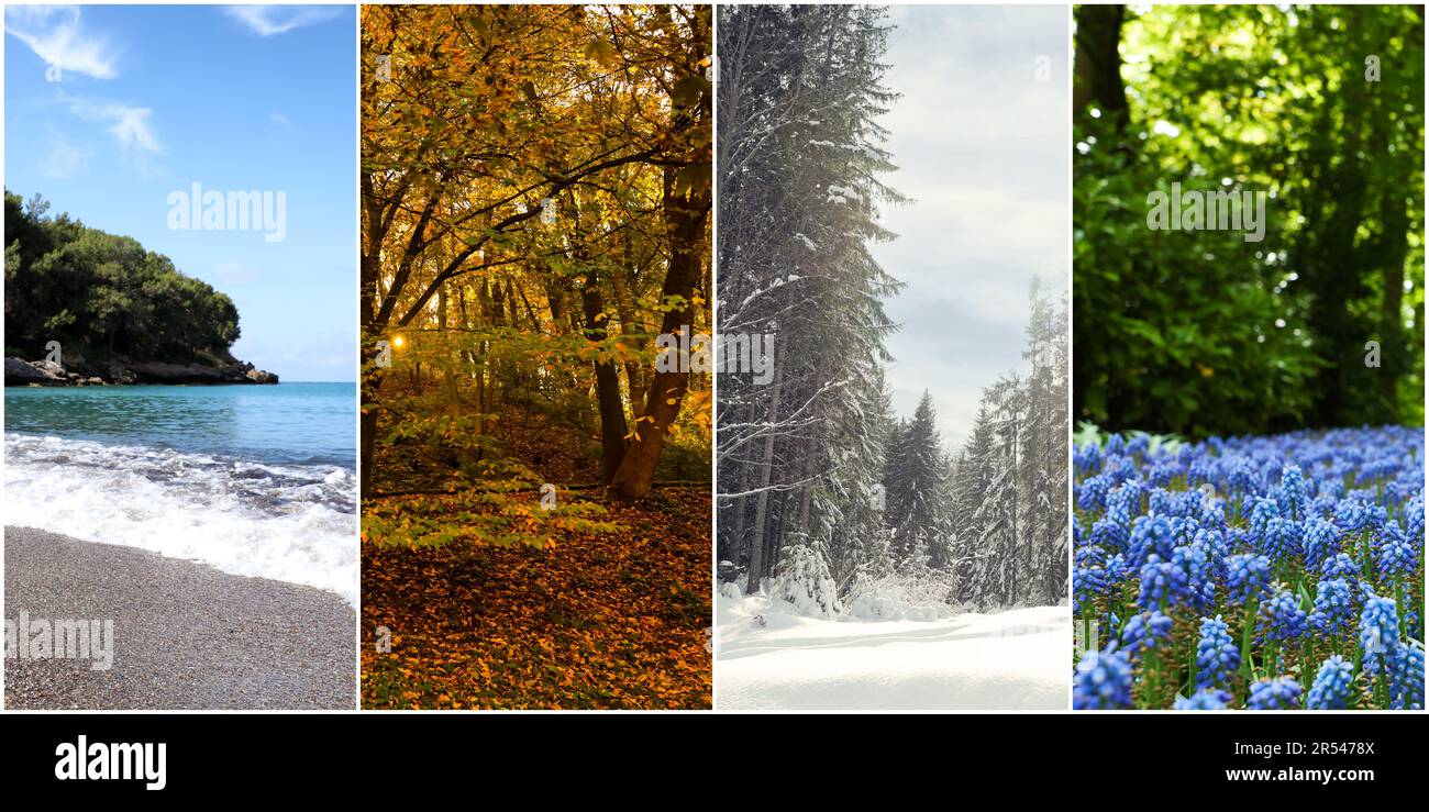 Four seasons. Collage design with beautiful photos of nature Stock ...