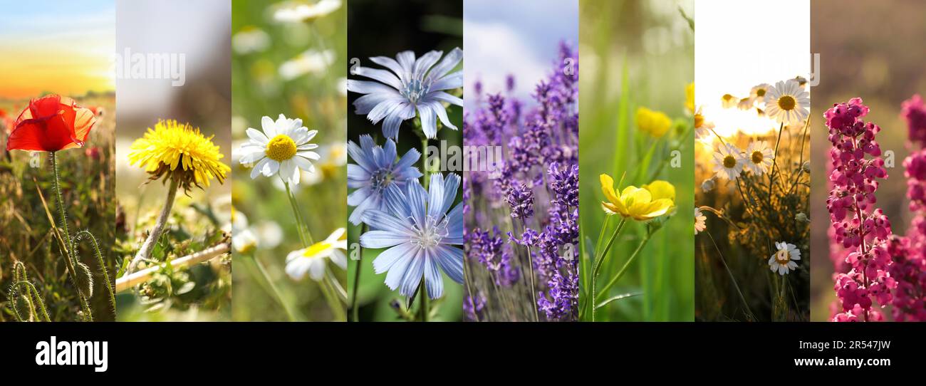 Collage with photos of different beautiful wild flowers growing in ...
