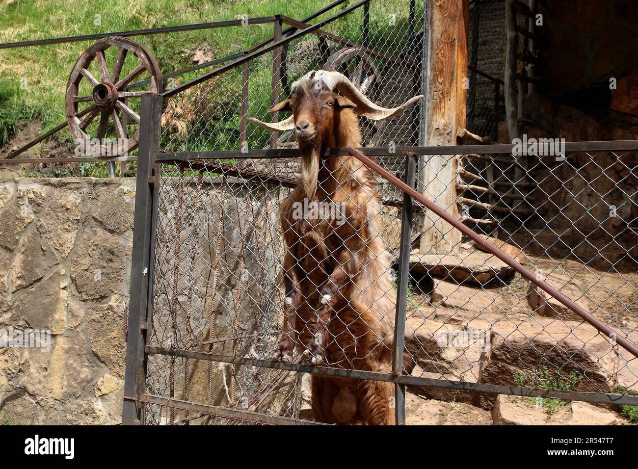 Russian Federation. The Republic of Karachay-Cherkessia. Petting zoo ...