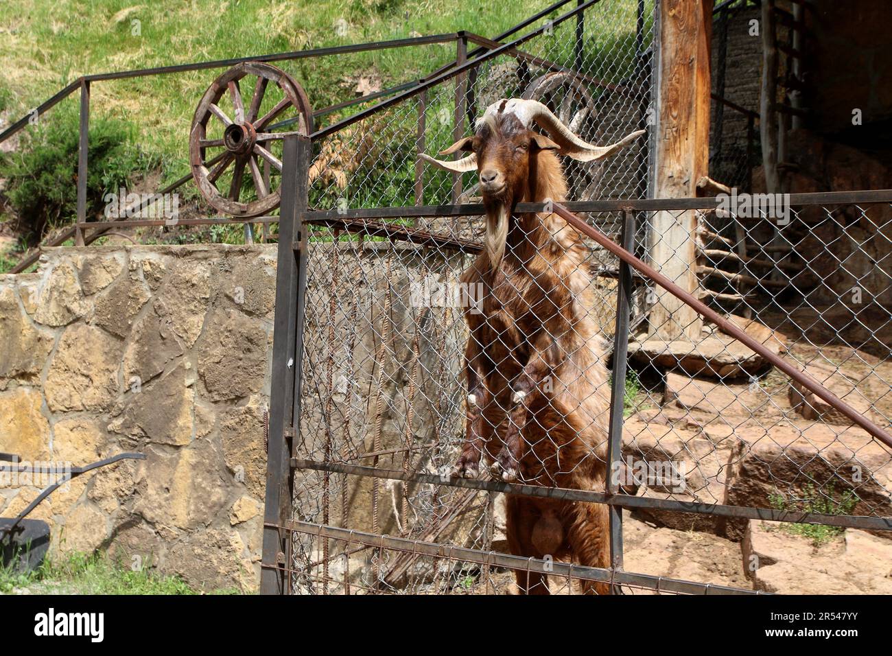 Russian Federation. The Republic of Karachay-Cherkessia. Petting zoo ...