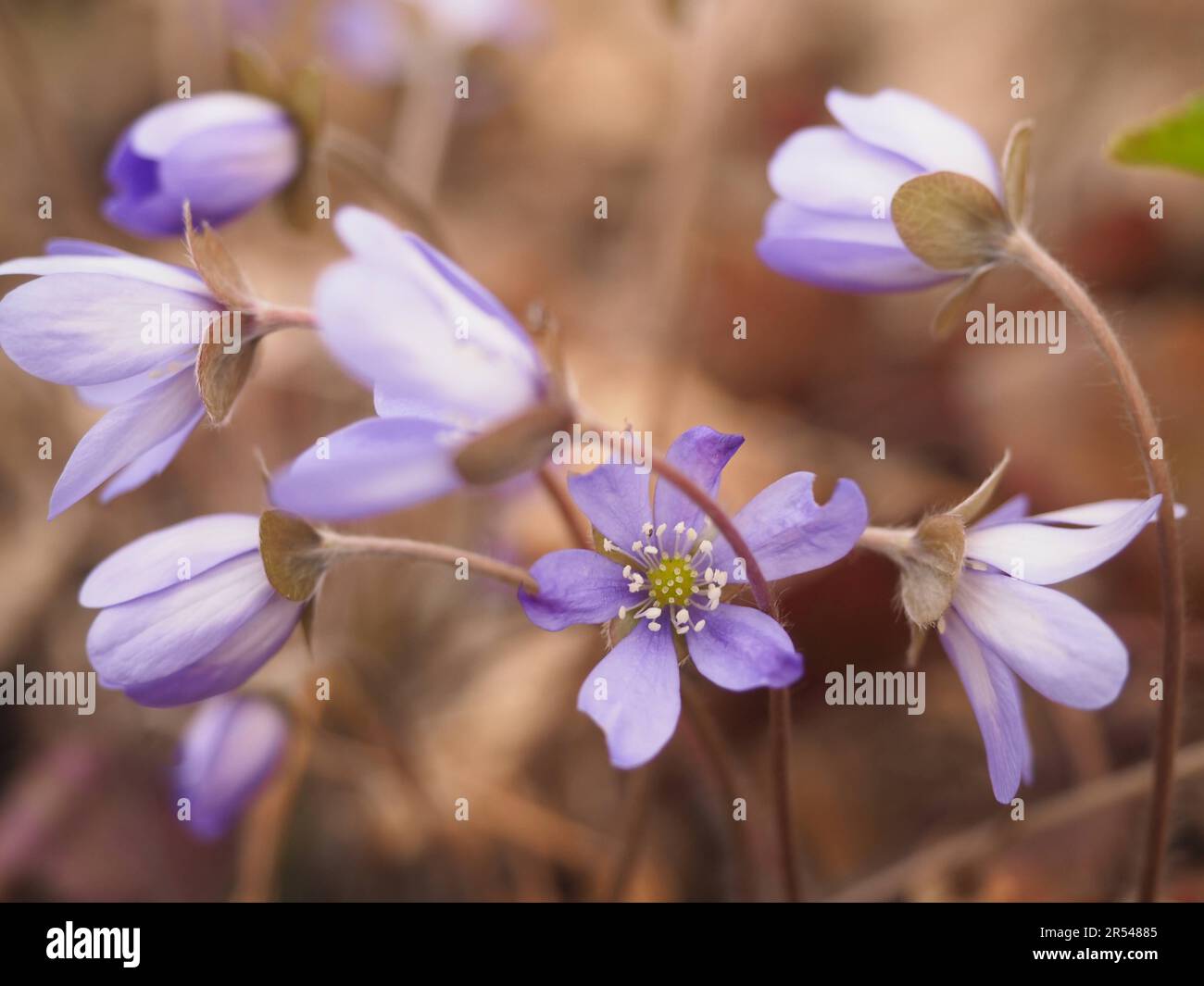 beautiful flowers in the field (Hepatica flowers (hepatica, liverleaf ...