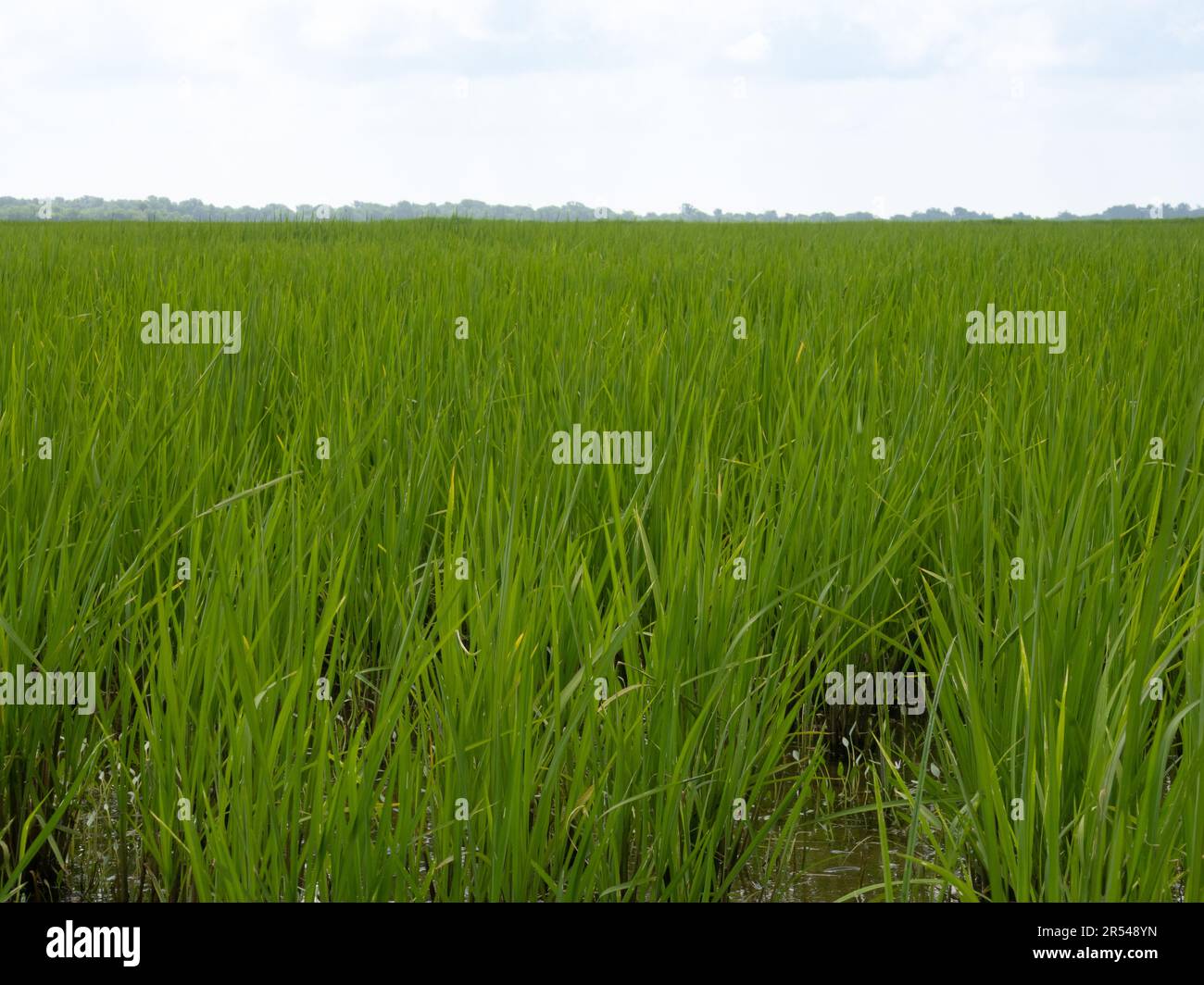 Tillering hi-res stock photography and images - Alamy