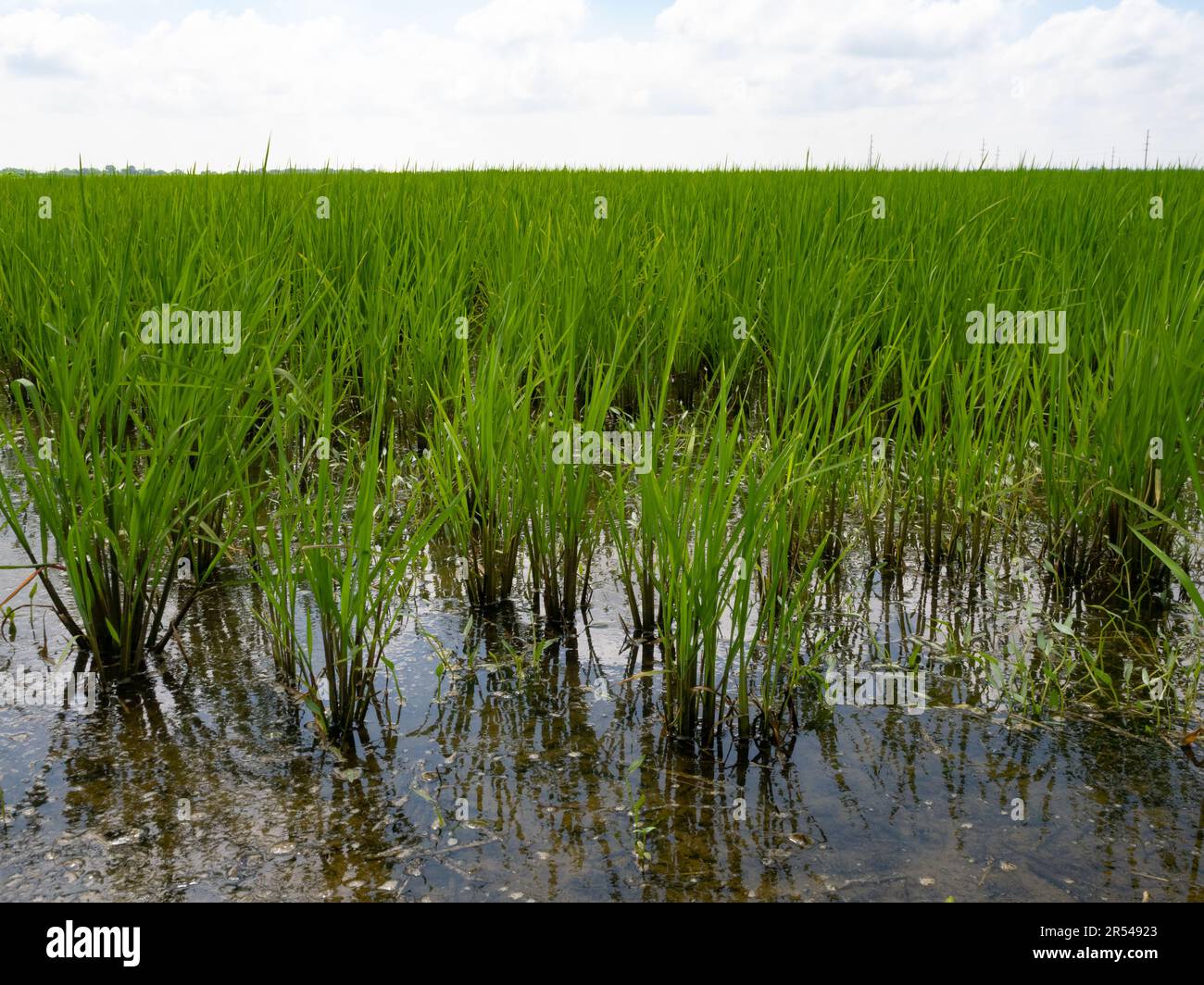 Low angle view of a flooded rice paddy in Louisiana with rice in the ...