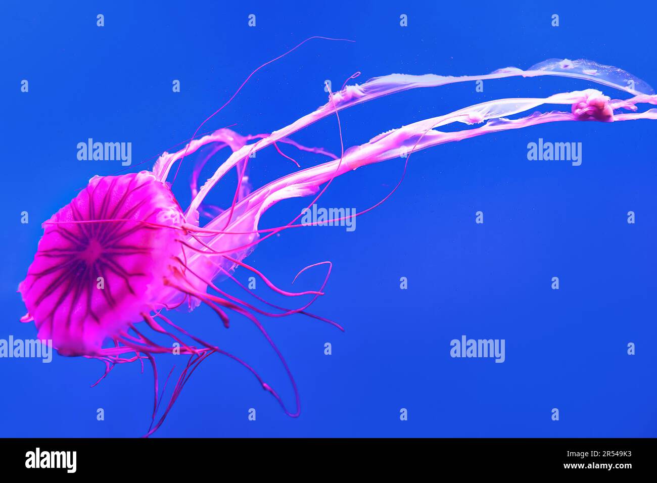 Pink jellyfish in blue water . Sea nature fantastic creature Stock ...