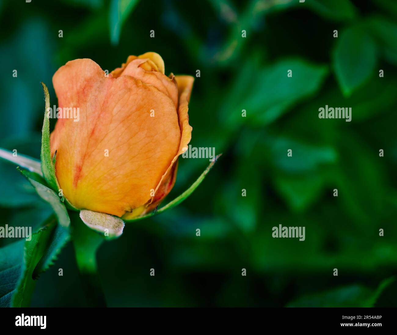 Rosebud close up shallow hi-res stock photography and images - Alamy