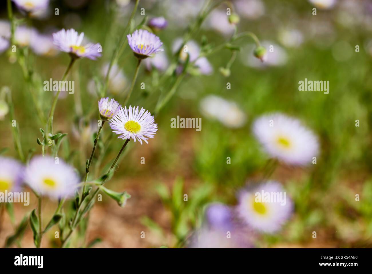 Up close fleabane hi-res stock photography and images - Alamy