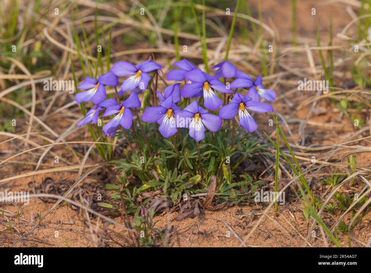 Bird's-foot violet growing in the Namekagon Barrens in northern ...