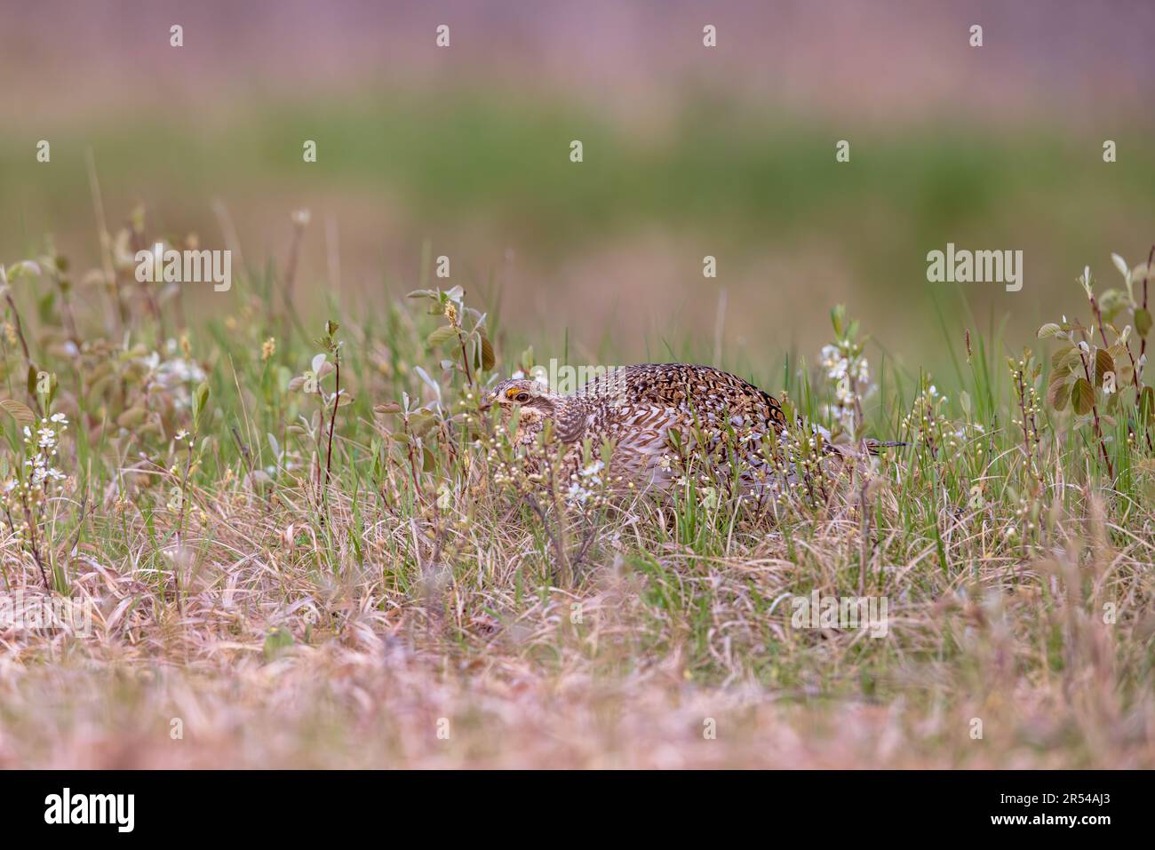 Blend of sharp hi-res stock photography and images - Alamy