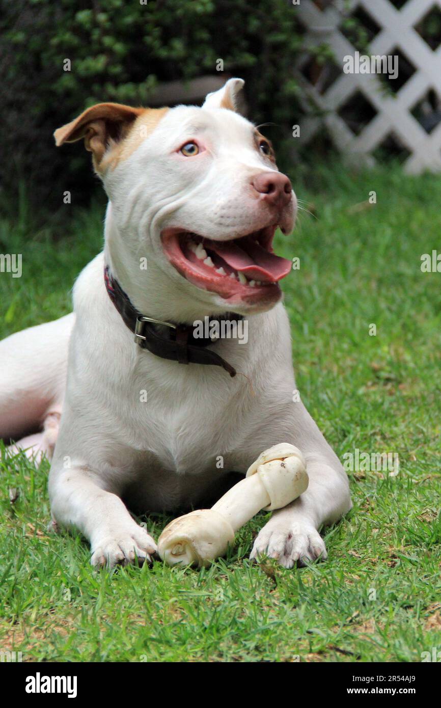 White pitbull dog with brown spot playing with a bone in the garden ...