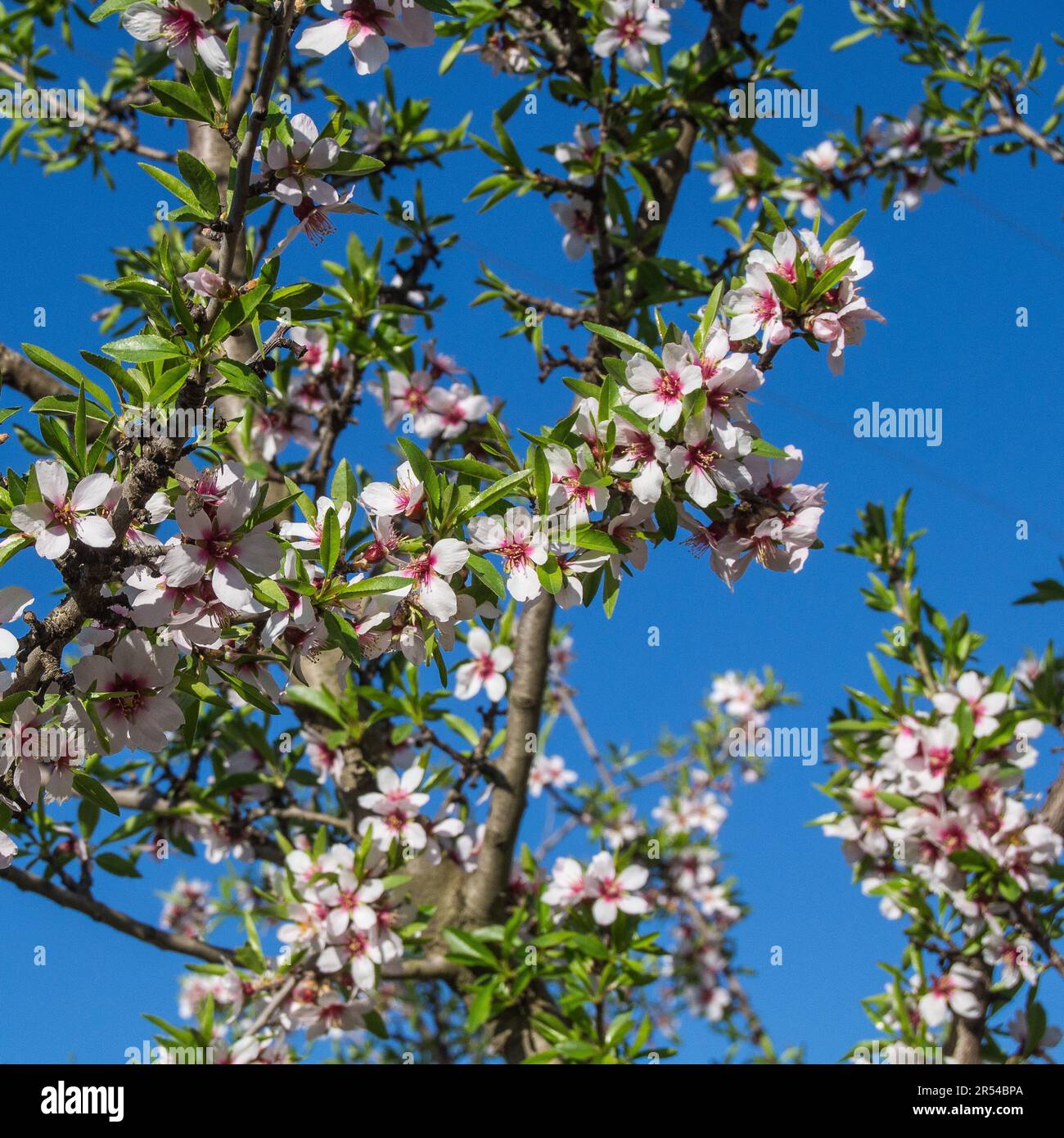 Close up almond tree branches hi-res stock photography and images - Alamy