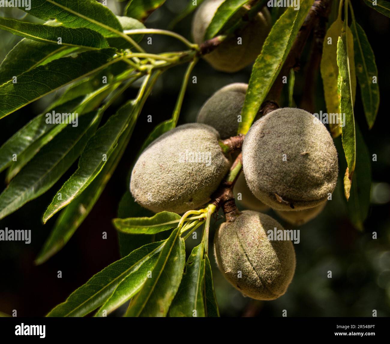 Almond branch with fruits one summer morning Stock Photo - Alamy