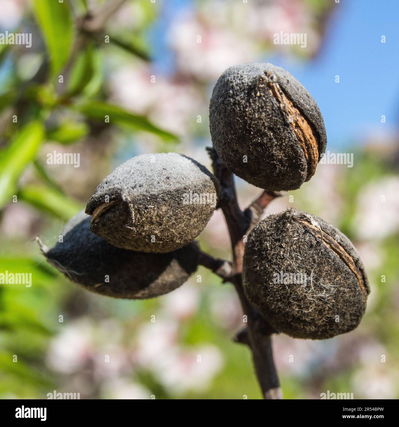 Almond branch with fruits one summer morning Stock Photo - Alamy