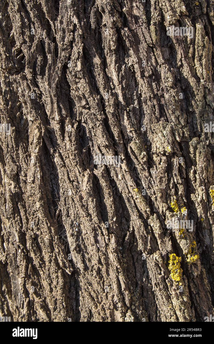 Almond bark, photographed in a plantation in Spain Stock Photo - Alamy