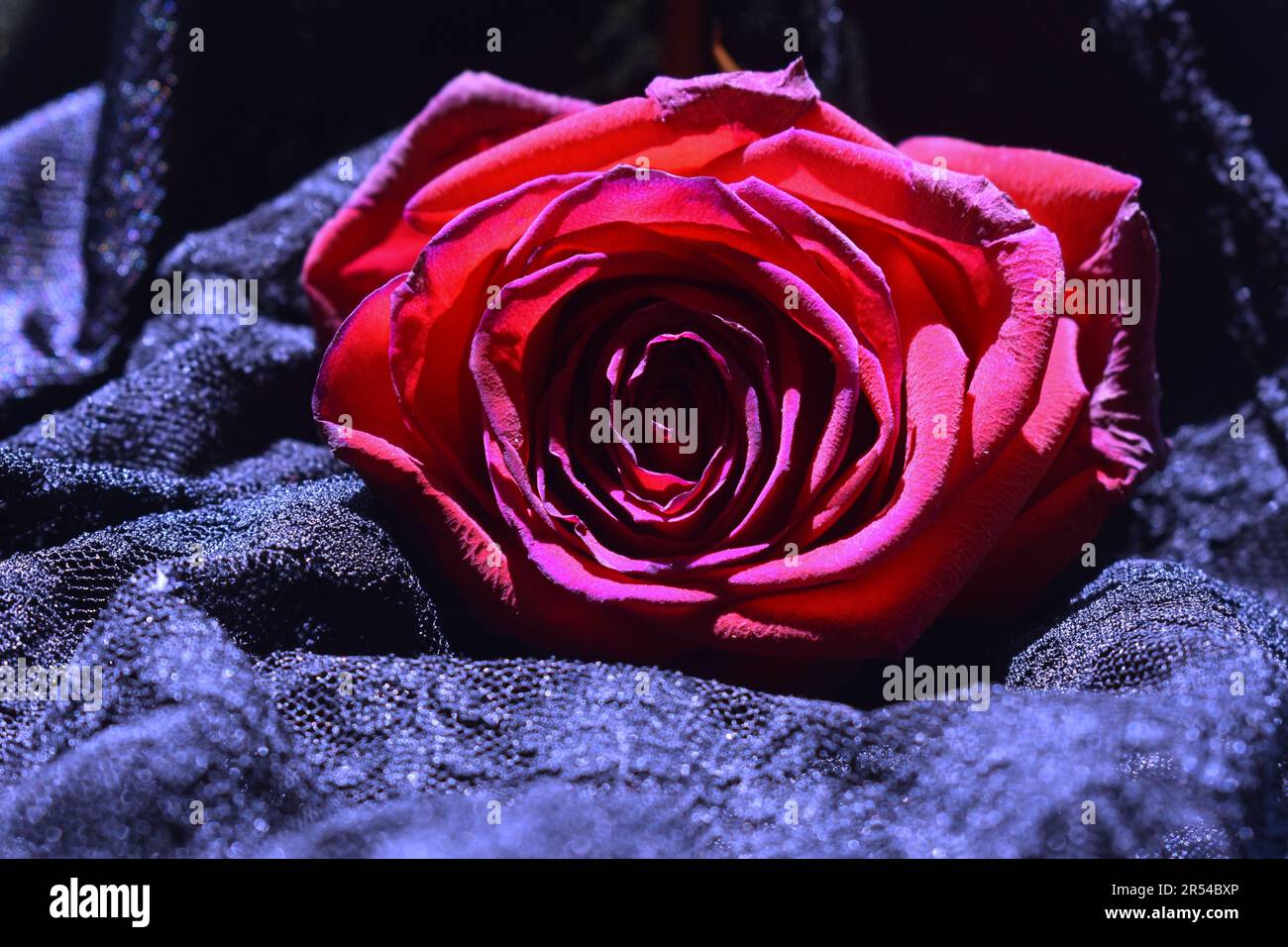 Faded tint hi-res stock photography and images - Alamy