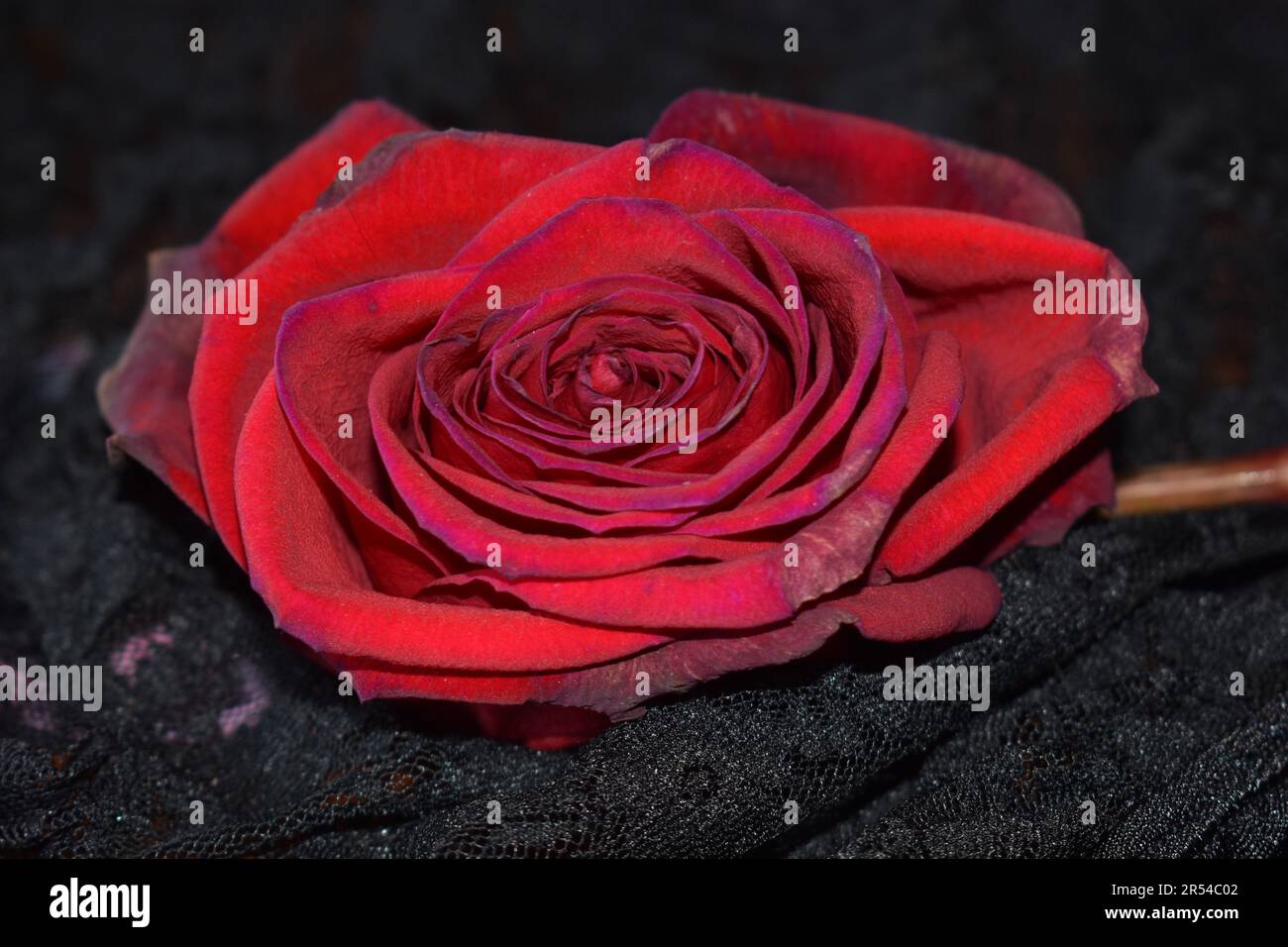 Faded Red Rose on Black Lace Stock Photo - Alamy