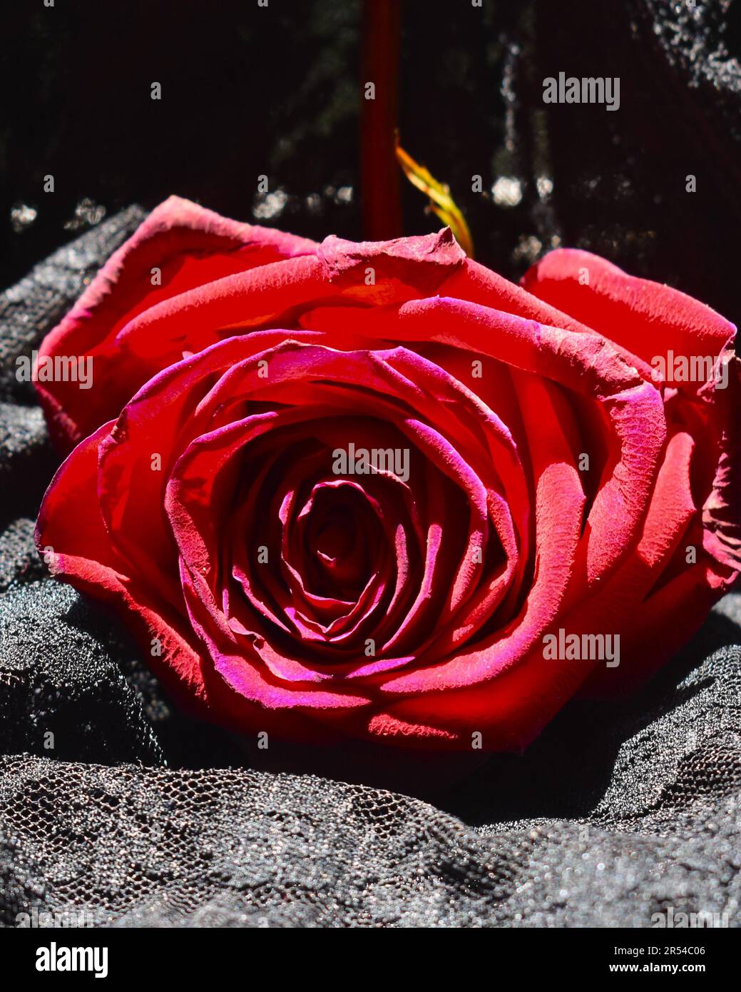 Fading red rose hi-res stock photography and images - Alamy