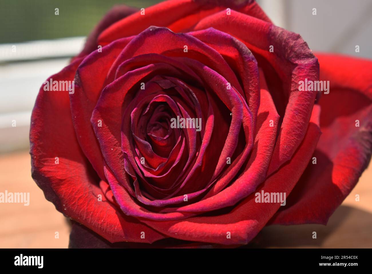 Faded Red Rose, backlit Stock Photo - Alamy