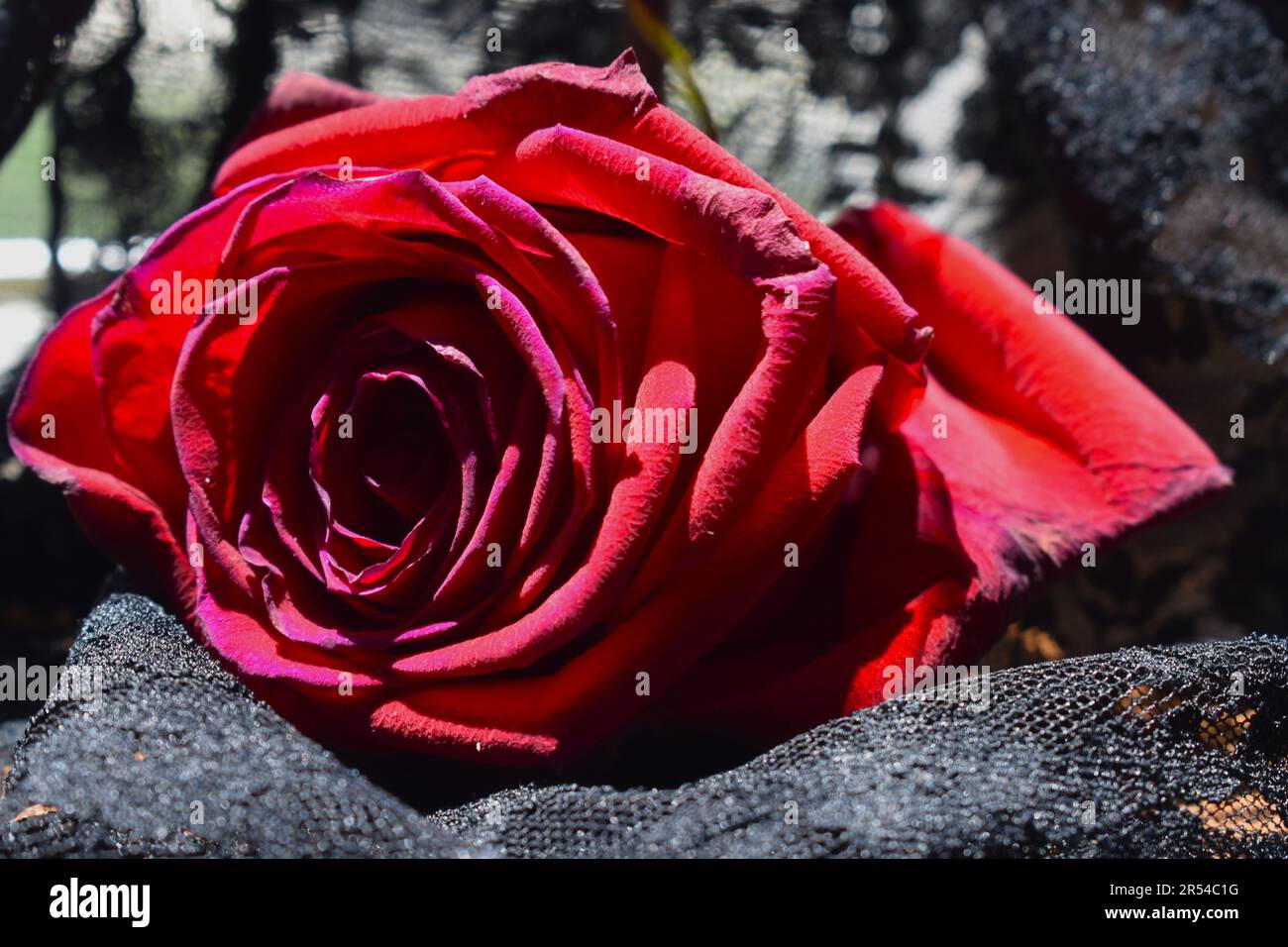 Fading red rose hi-res stock photography and images - Alamy