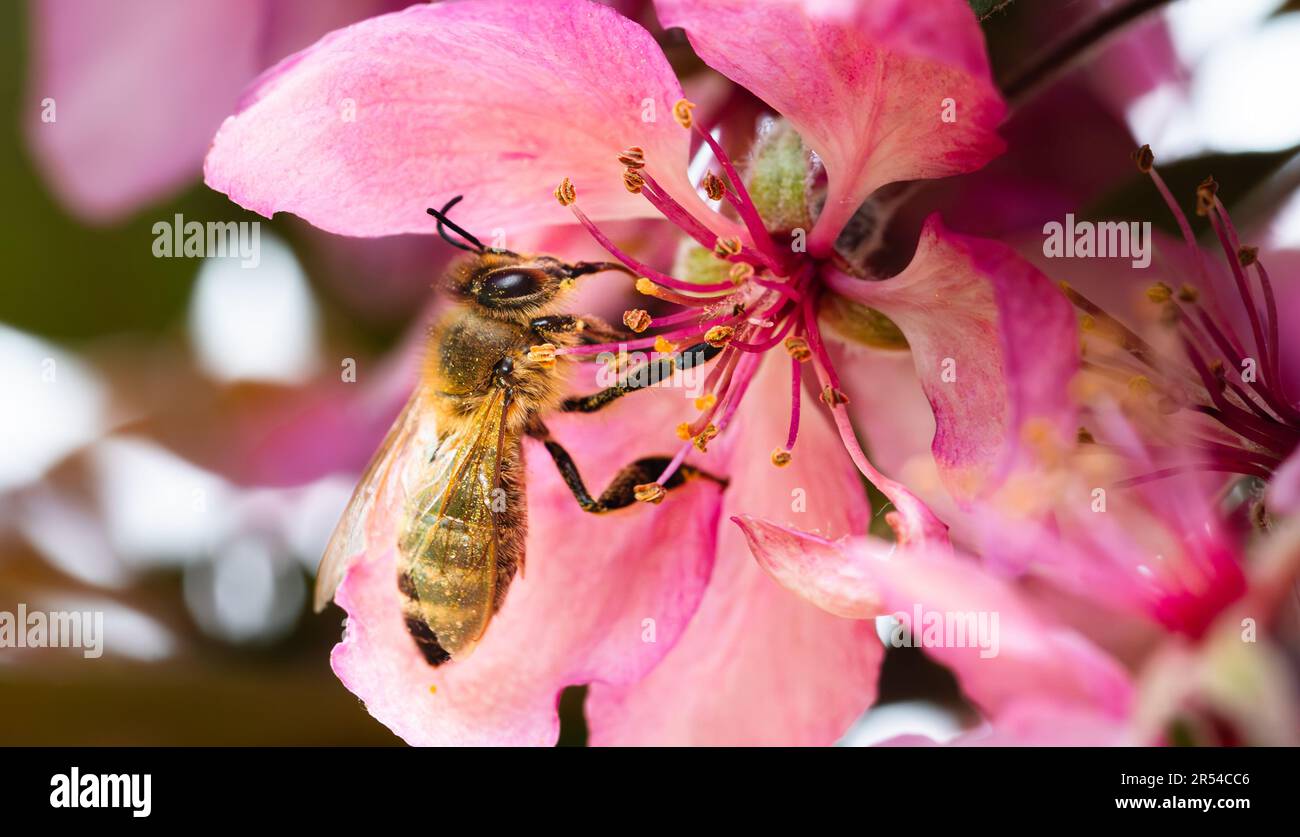 Honey bee covered in pollen on a pink cherry blossom gathering nectar ...