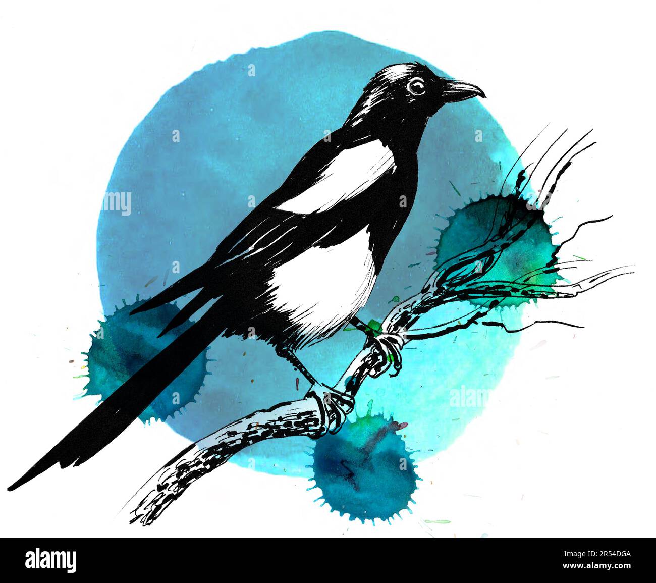 Magpie bird on a tree branch. Hand-drawn ink and watercolor on paper ...