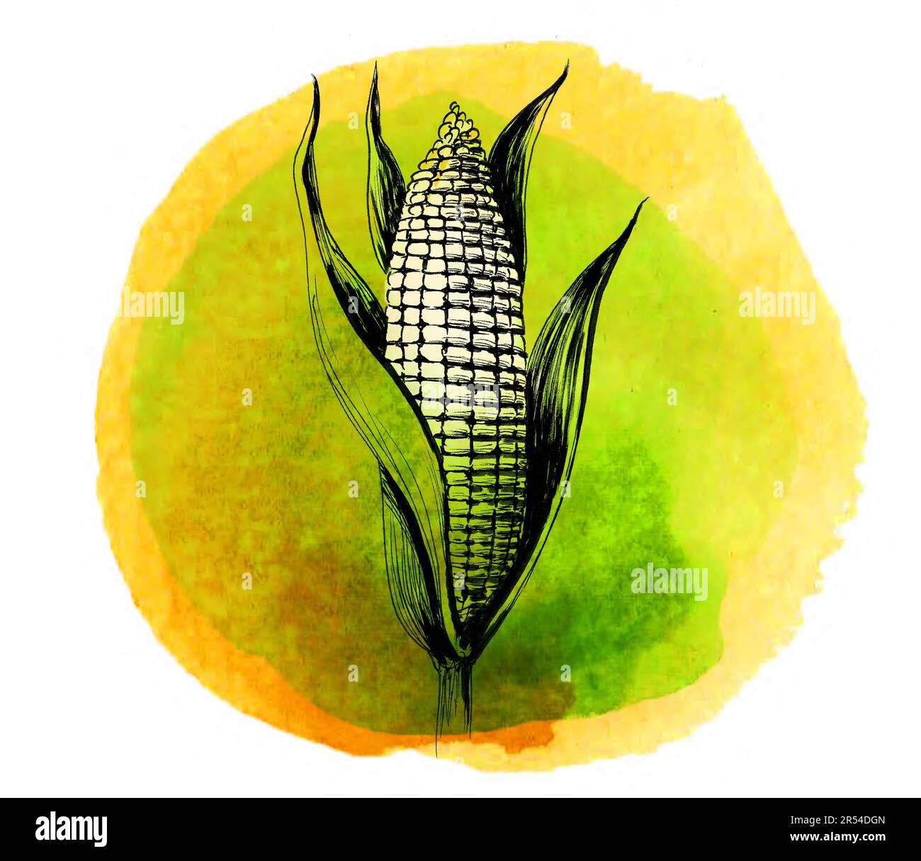 Corn crop. Hand-drawn ink and watercolor on paper Stock Photo - Alamy