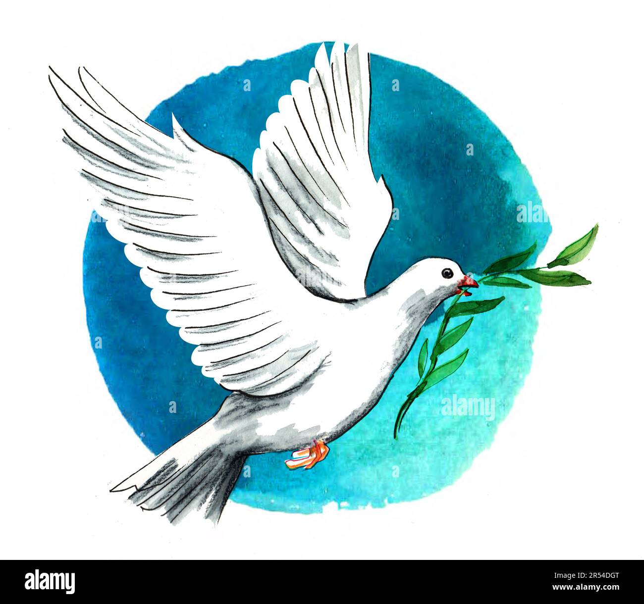 Flying white dove with olive branch. Hand-drawn ink and watercolor on ...