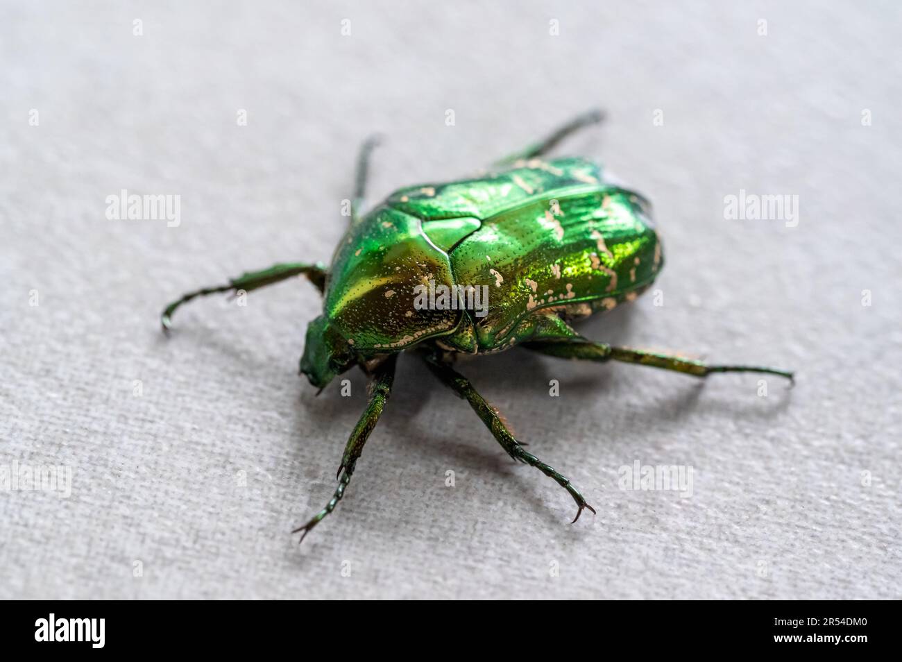 The Green beetle, macro close-up Stock Photo - Alamy