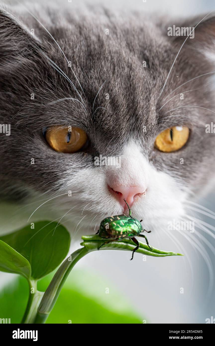 The green beetle crawls on a leaf and a cat looks at it Stock Photo - Alamy
