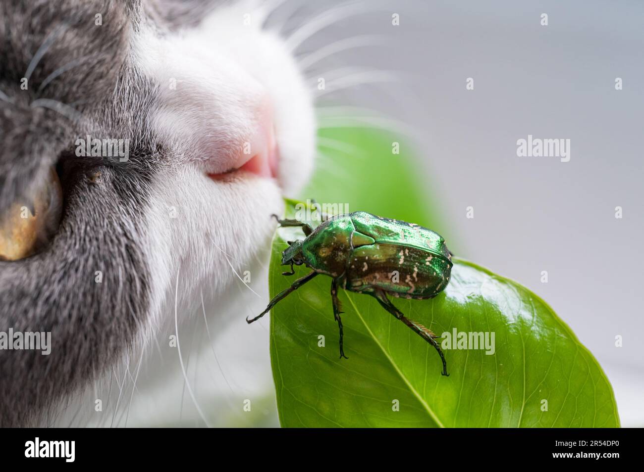 Beetle cat hi-res stock photography and images - Alamy