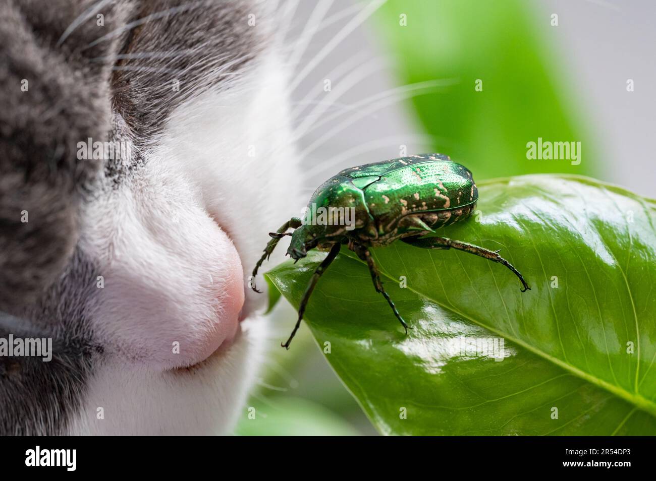 Beetle and a cat hi-res stock photography and images - Alamy