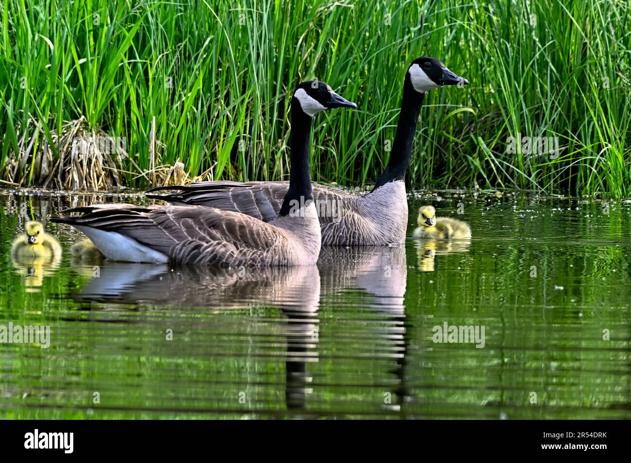 A Canada Goose family (Branta canadensis);geese and goslings swimming ...