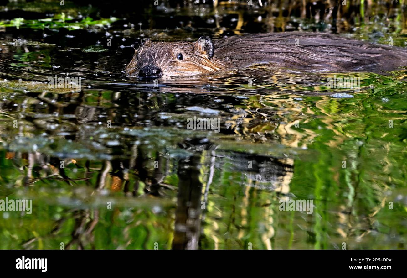 A close up image of a wild beaver, Castor canadensis, swimming in the reflective light of his ...