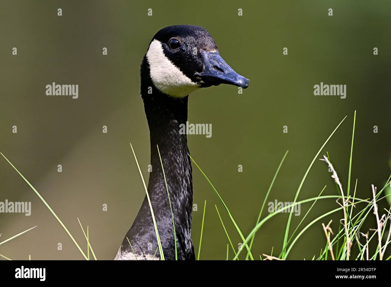 A close up of a wild adult Canada Goose "Branta canadensis", portrait ...