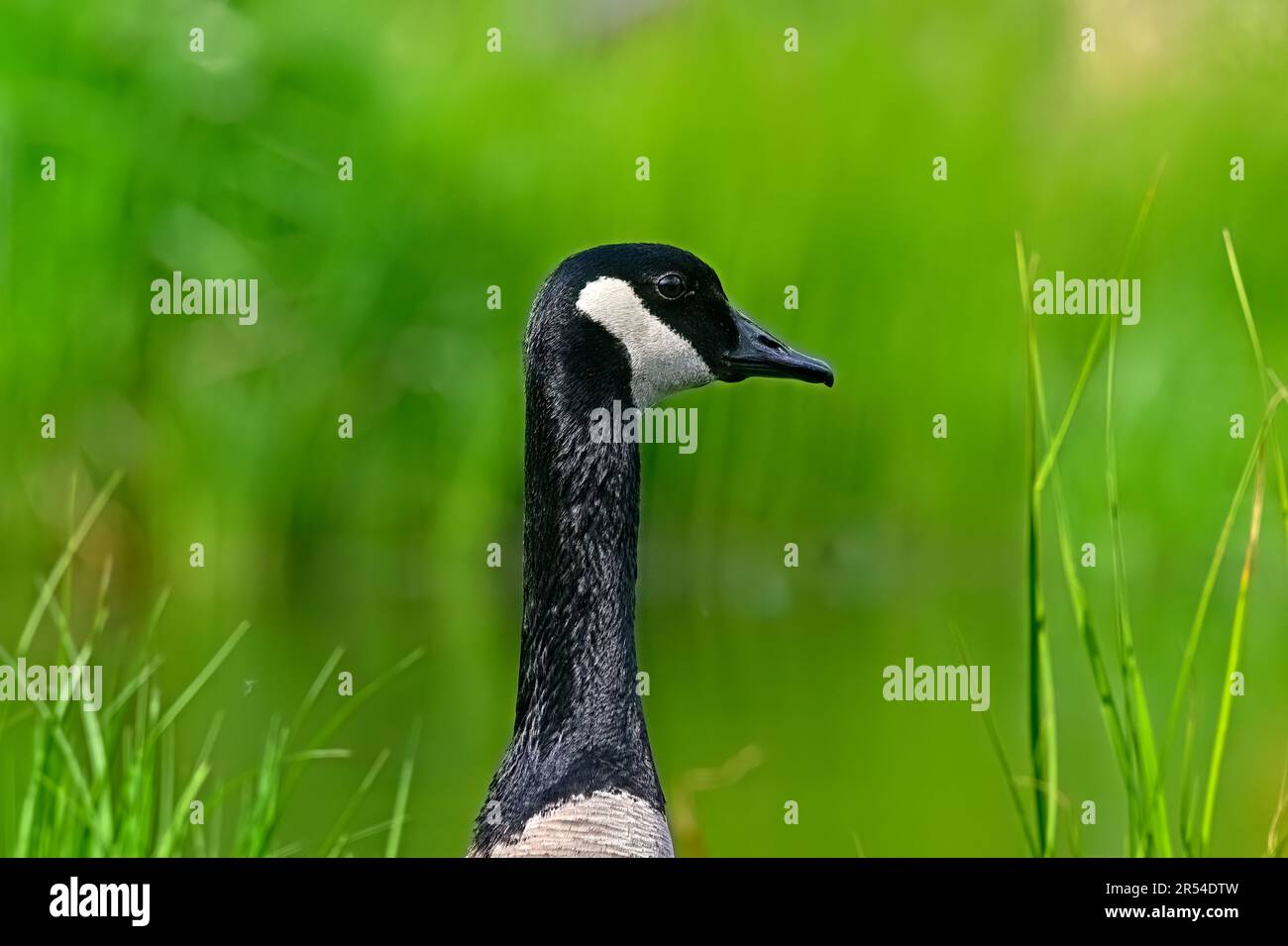 A close up portrait image of a wild adult Canada Goose "Branta ...