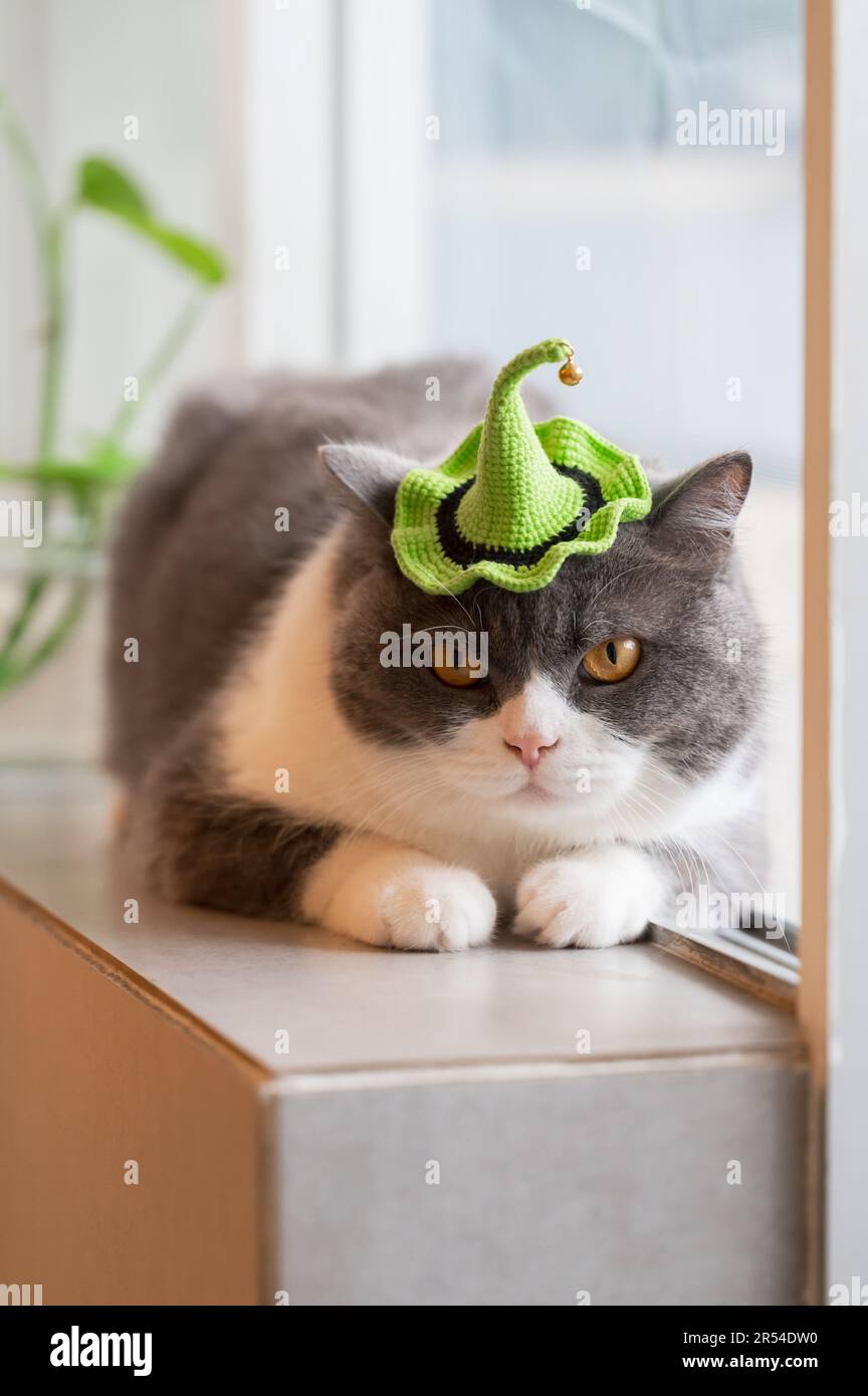 Cute cat wearing hat hi-res stock photography and images - Alamy