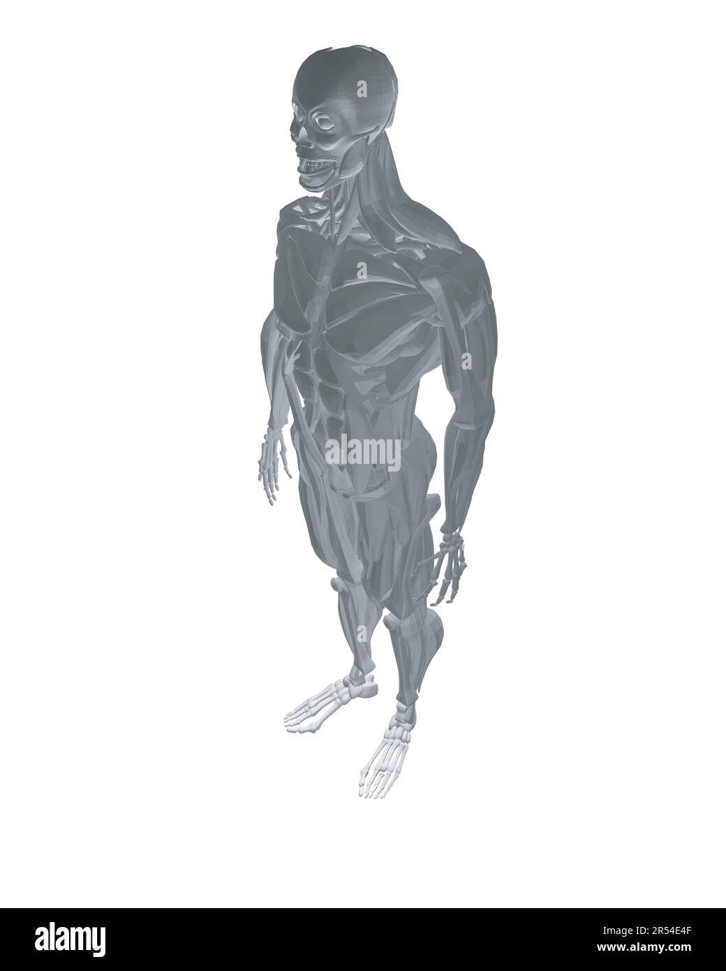 Human anatomy. Male body muscular system model. Anatomy of male ...