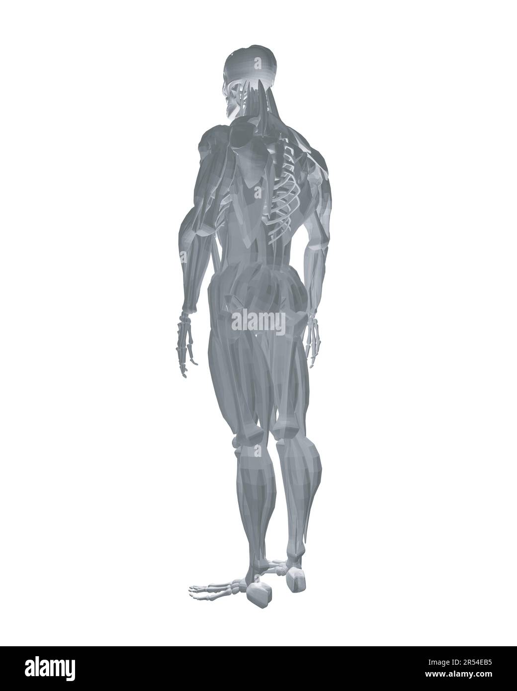 Human anatomy. Male body muscular system model. Anatomy of male ...