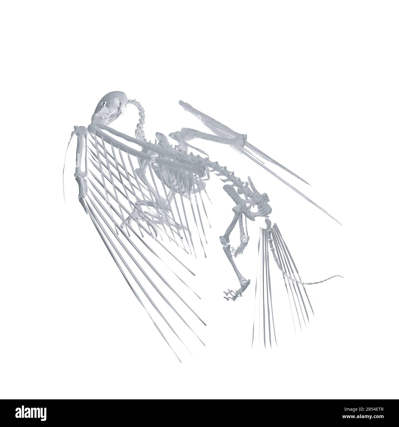 Pteronodon skeleton cartoon, Vector skeleton of extincted ancient ...