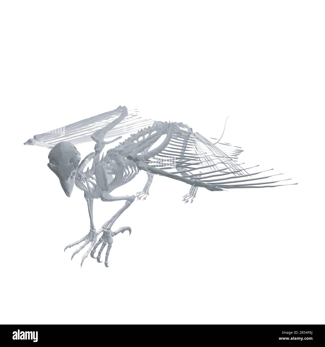 Pteronodon skeleton cartoon, Vector skeleton of extincted ancient ...
