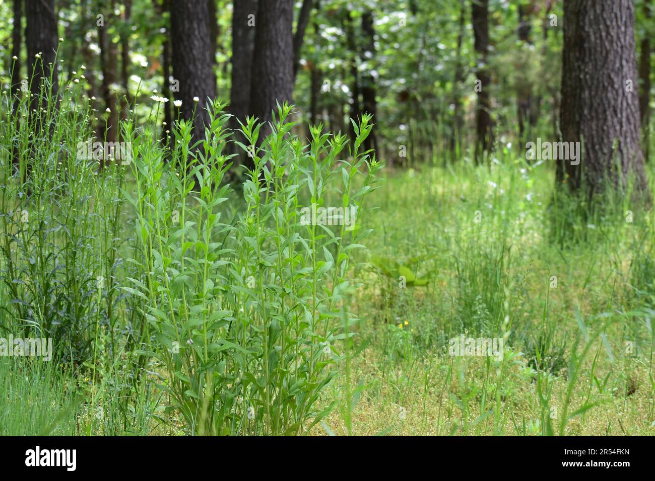 Tall native grasses growing in an unmown yard Stock Photo - Alamy