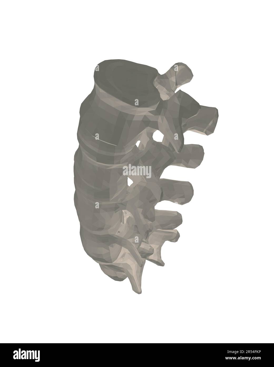 Lumbar vertebra drawing Stock Vector Images - Alamy