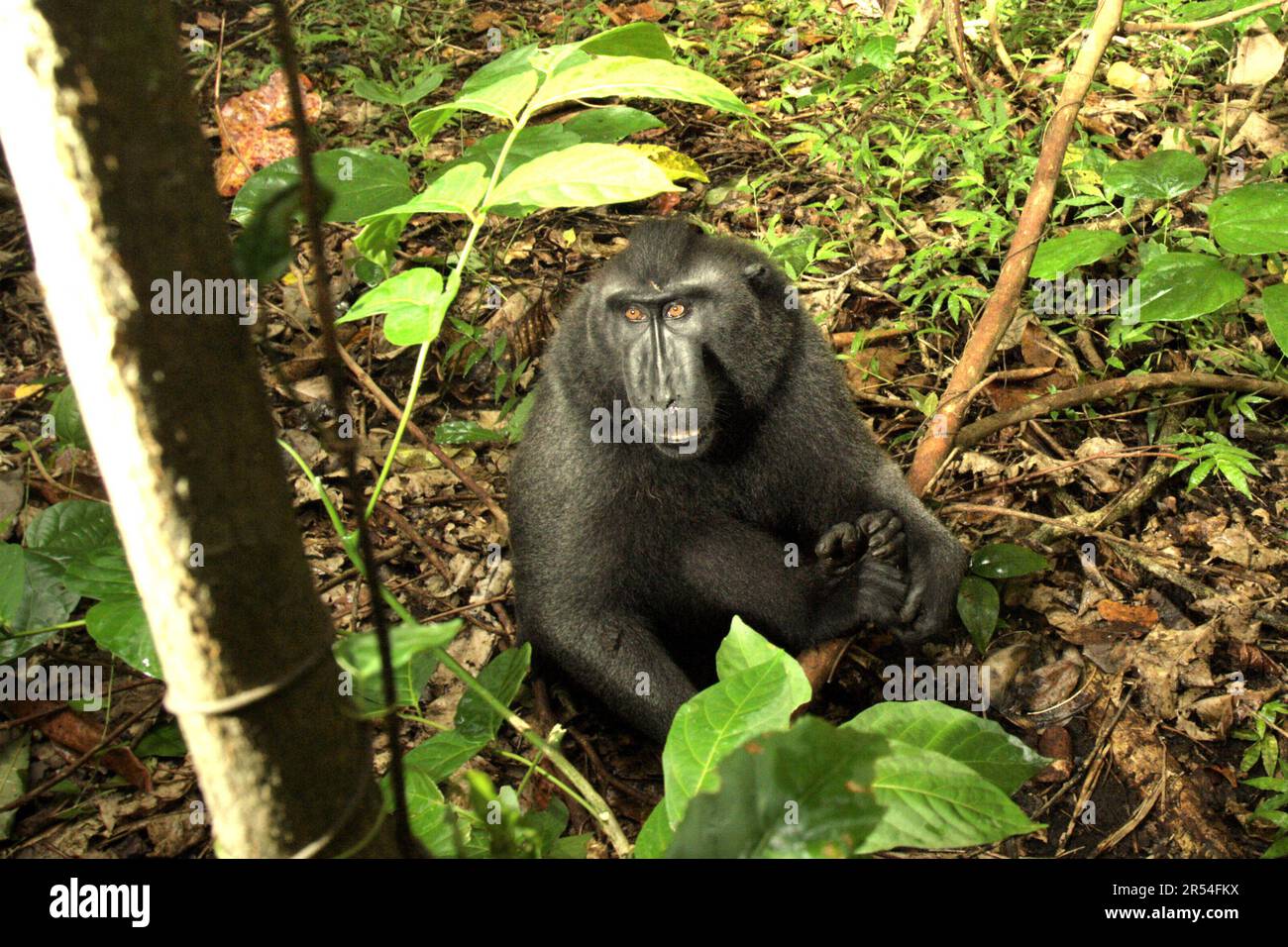 A male Sulawesi black-crested macaque (Macaca nigra) in Tangkoko Nature ...